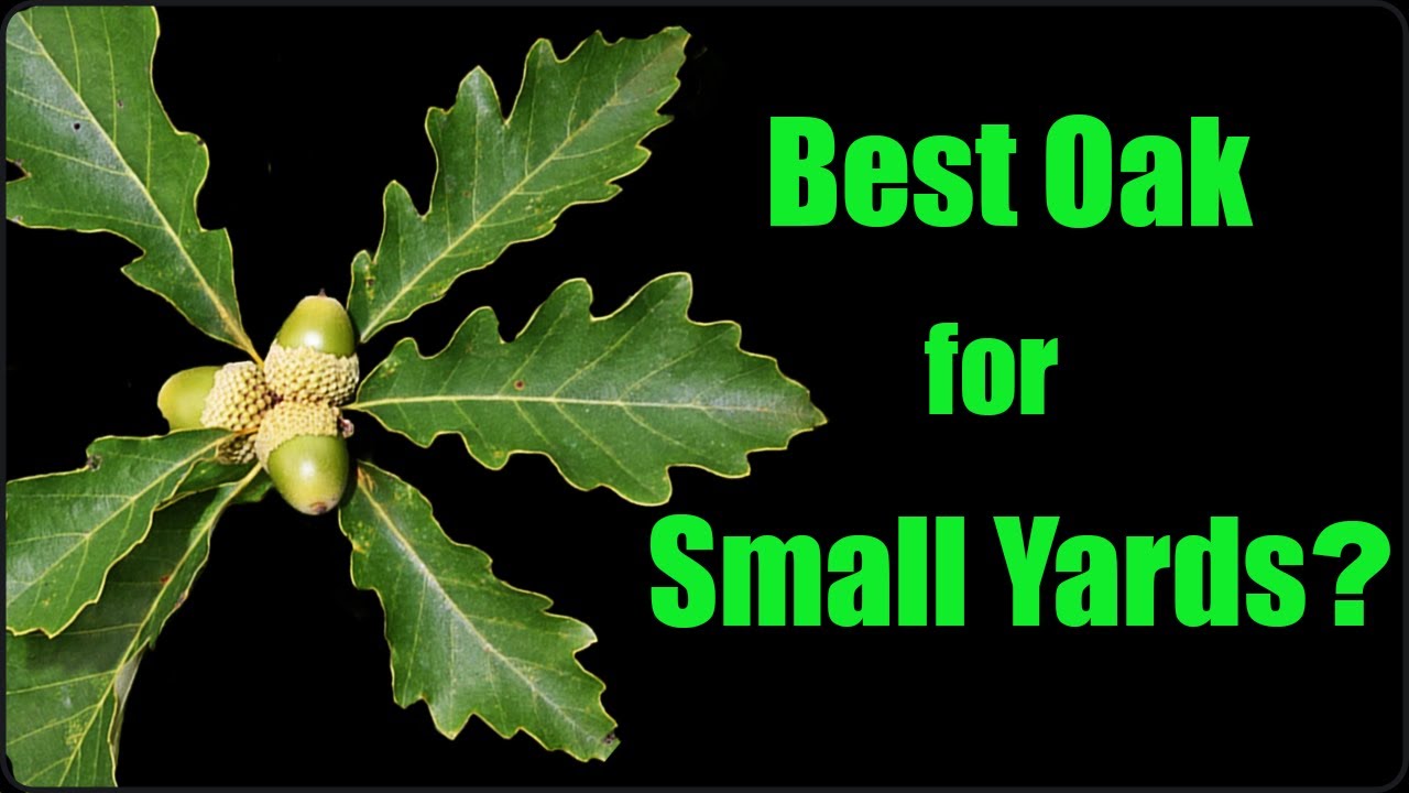 Is Dwarf Chinkapin the Best OAK for Your Yard? - YouTube