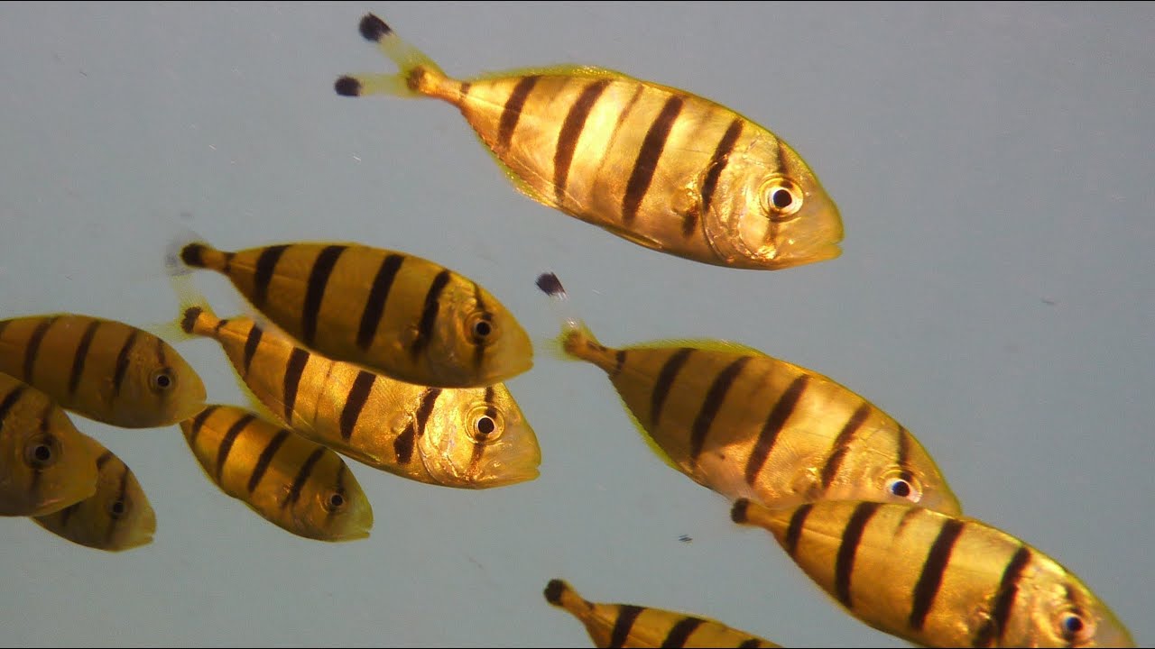 Egypt Red Sea snorkling - Yellow Pilot Fish - Unbelievable Encounter ...