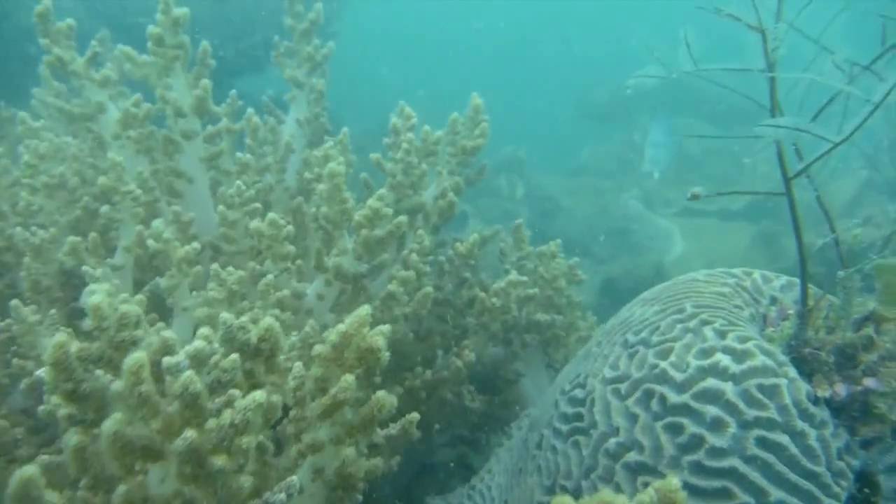 FUN DIVE AT BINTAN (HD) - YouTube