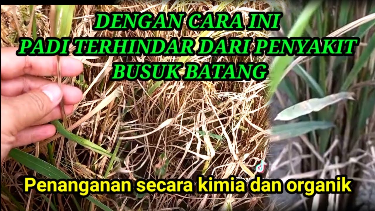 𝙋𝘼𝘿𝙄 𝘼𝙈𝘼𝙉 𝘿𝘼𝙍𝙄 𝘽𝙐𝙎𝙐𝙆 𝘽𝘼𝙏𝘼𝙉𝙂 𝙃𝘼𝙉𝙔𝘼 𝙈𝙀𝙇𝘼𝙆𝙐𝙆𝘼𝙉 𝘾𝘼𝙍𝘼 𝙎𝙀𝙋𝙀𝙍𝙏𝙄 𝙄𝙉𝙄. # ...