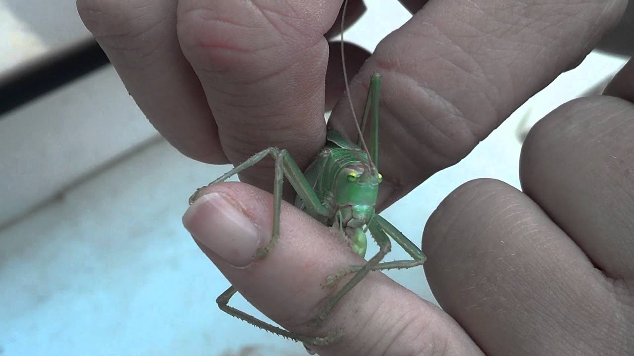 Wart eating Katydid! - YouTube