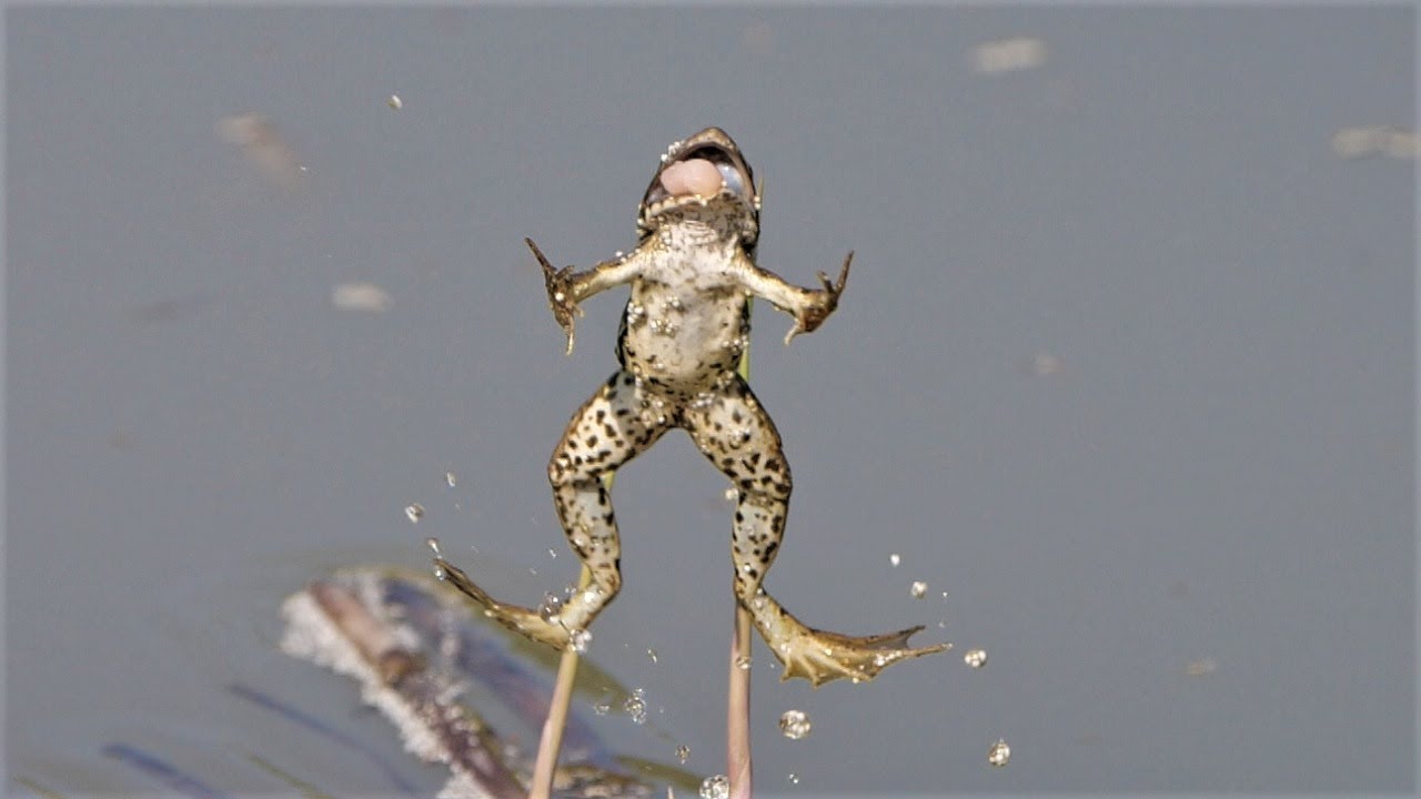 Frosch jagt Heidelibellen / Frog chasing common darters - YouTube