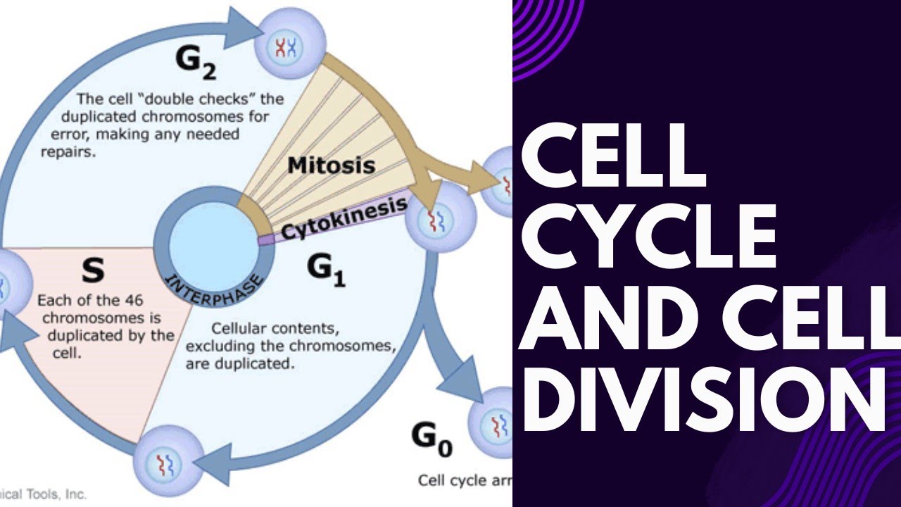 cell cycle/phases of cell cycle/cell division class11/biology /g1and g2 ...