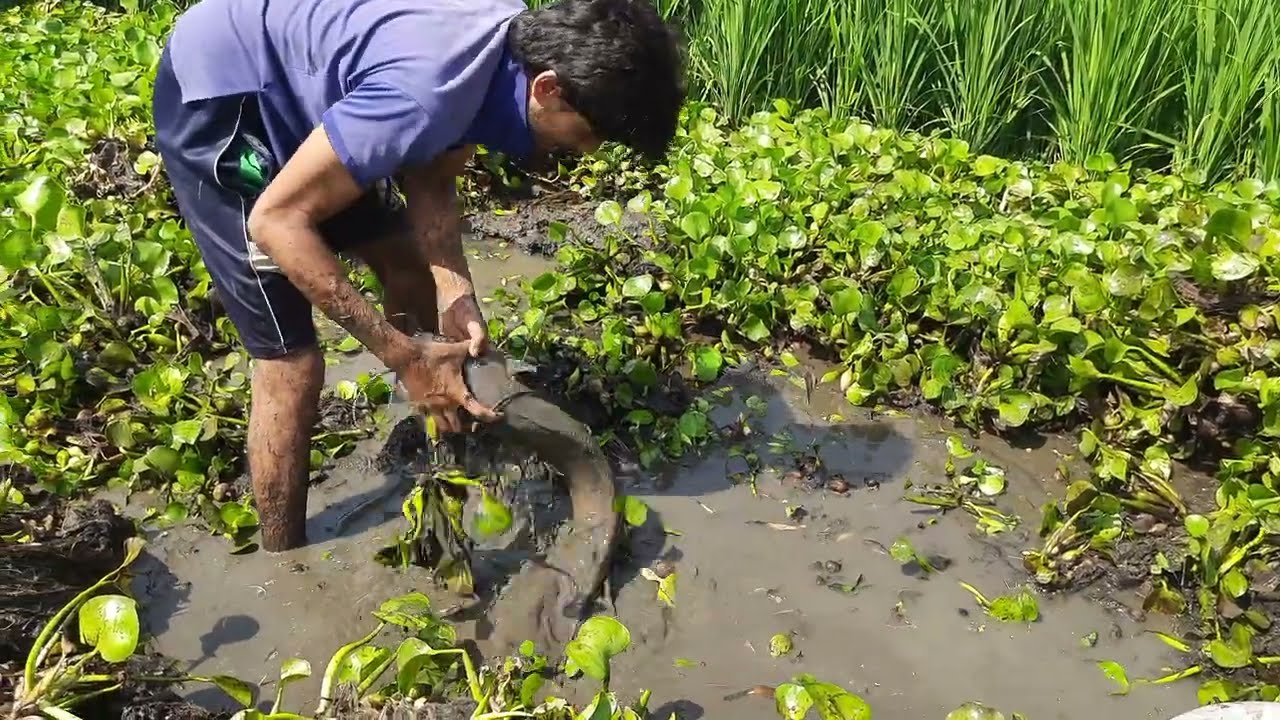 Unique Asian Hand Fishing Video - Asian Boy Catches Fish By Hand In Mud ...