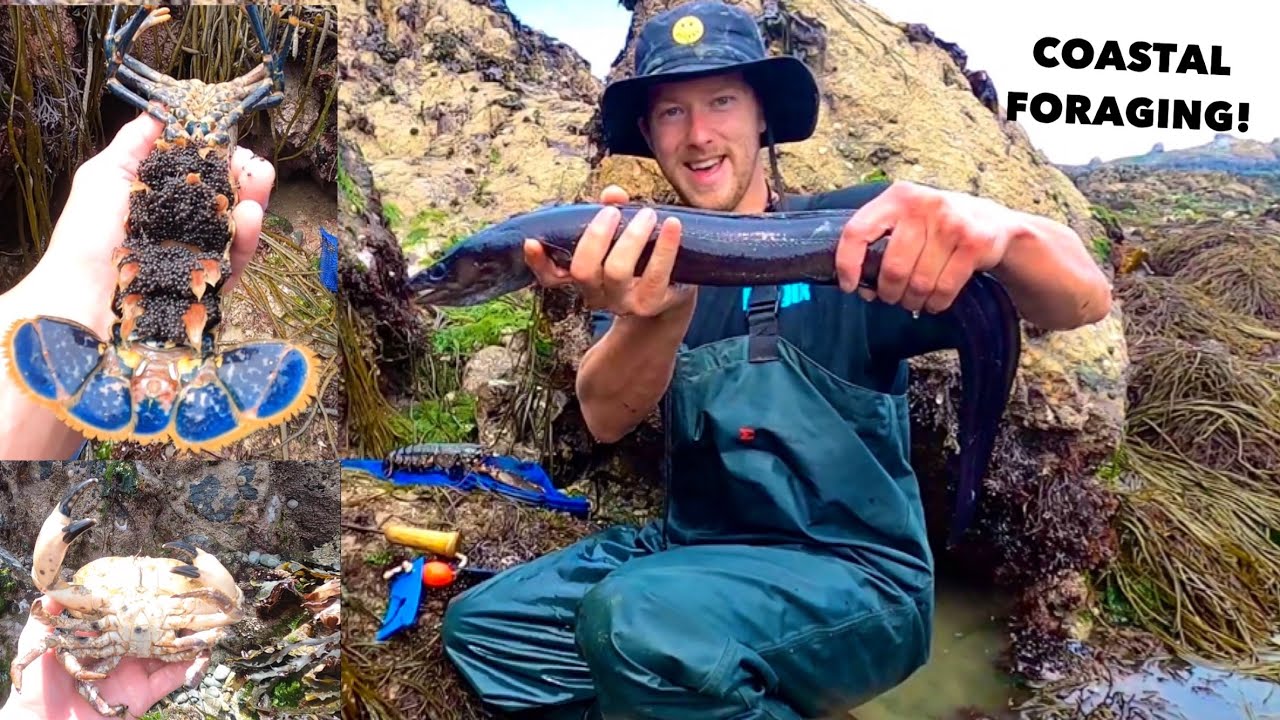 LOBSTER FORAGING - Big Lobsters , Big Eel , Brown Edible Crabs , A Fun ...