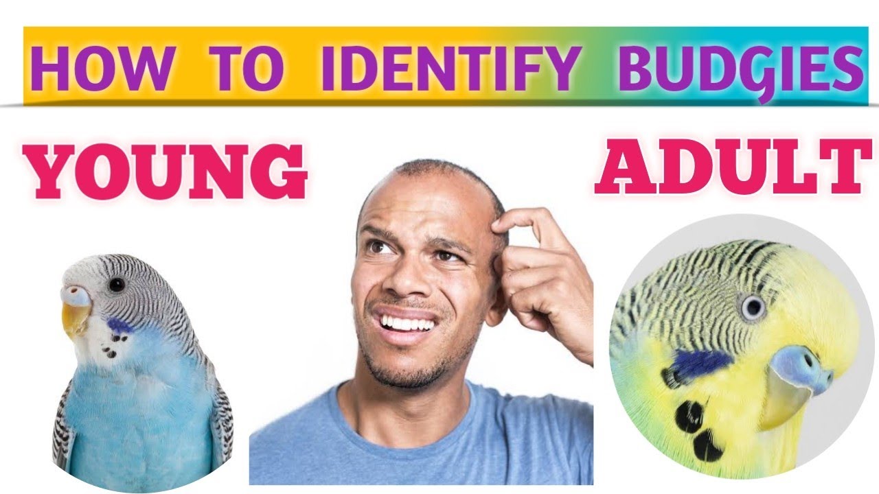 Difference between Young and Adult Budgies || Identify Young and Adult ...