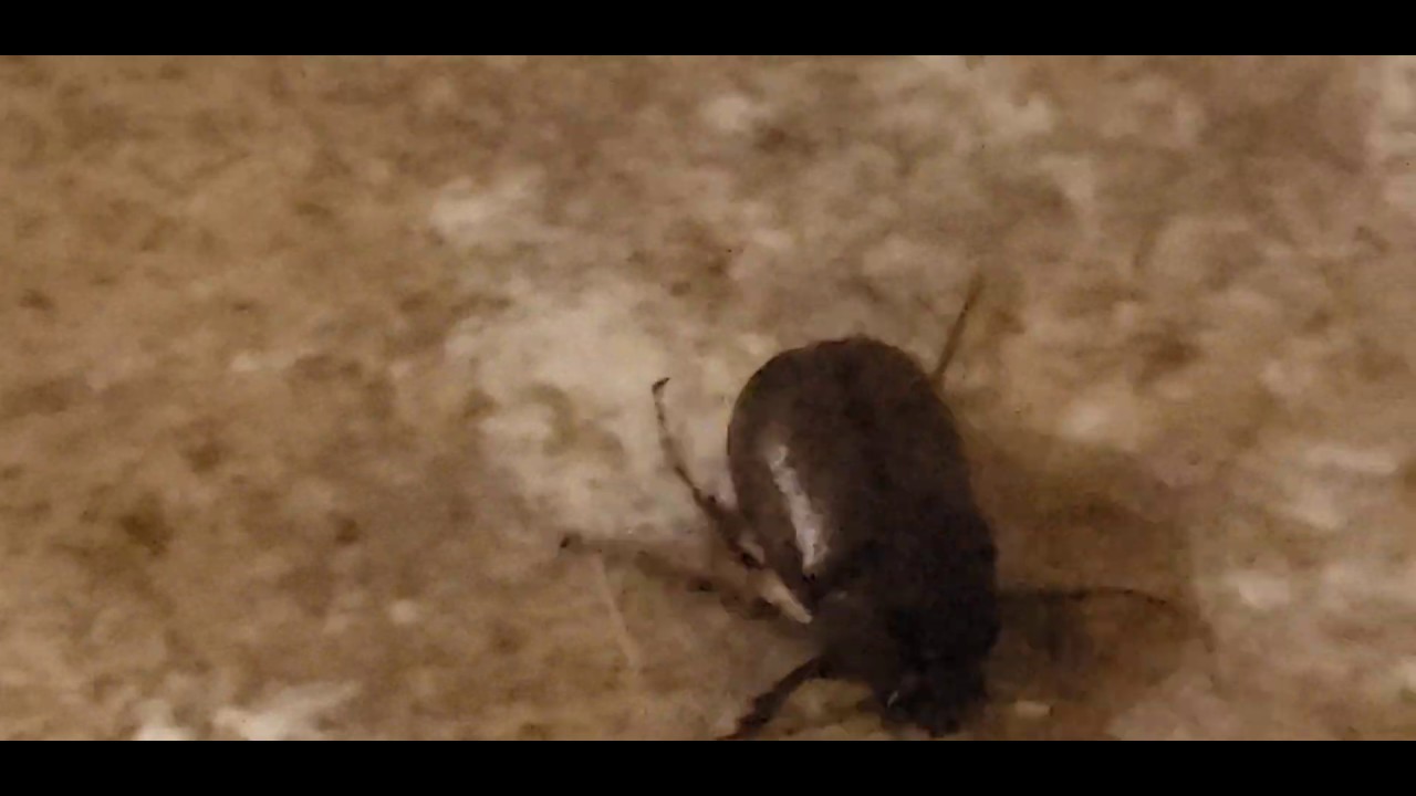 June bug giving birth? part 1 - YouTube