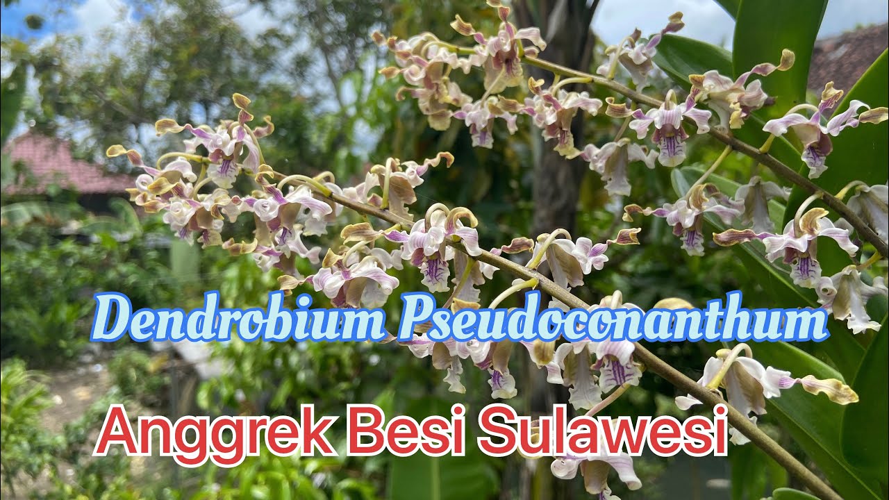 Dendrobium Pseudoconanthum,Si Anggrek Besi Sulawesi - YouTube