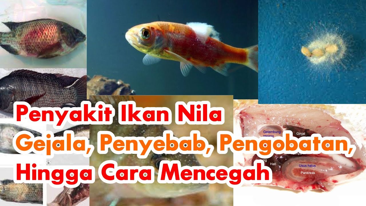 Penyakit Ikan Nila : Gejala, Penyebab, Pengobatan, Hingga Cara Mencegah ...