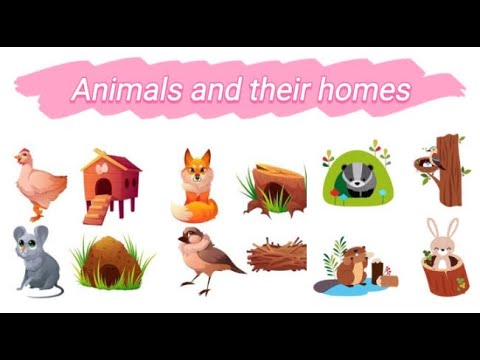Animals and their homes | Animals home | Home of animals | Animals for ...