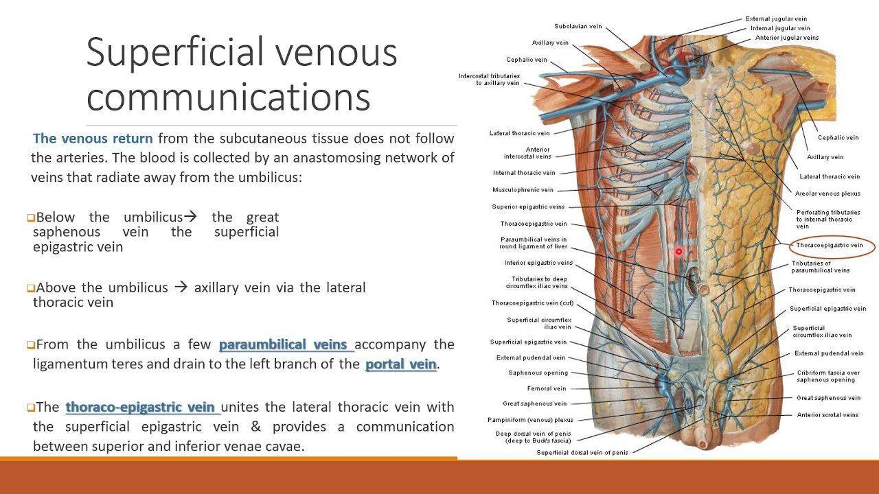 The inguinal region - YouTube