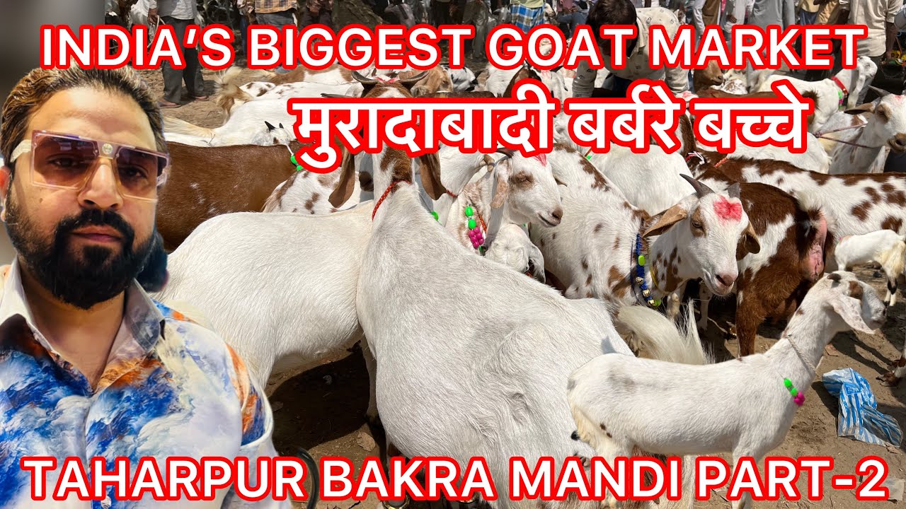 INDIA’S BIGGEST BARBARI GOAT MANDI || TAHARPUR BAKRA MANDI || PART-2 ...