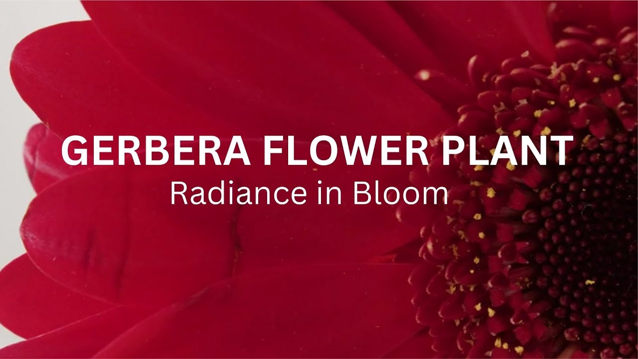 Gerbera Flower Plant - Radiance in bloom! - YouTube