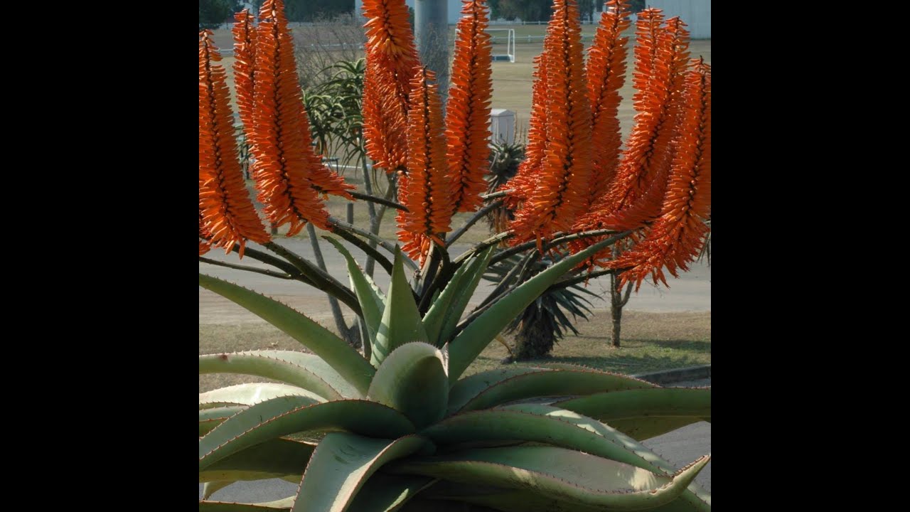 Ancient Sotho-Tswana Proverbs and Taboos - YouTube