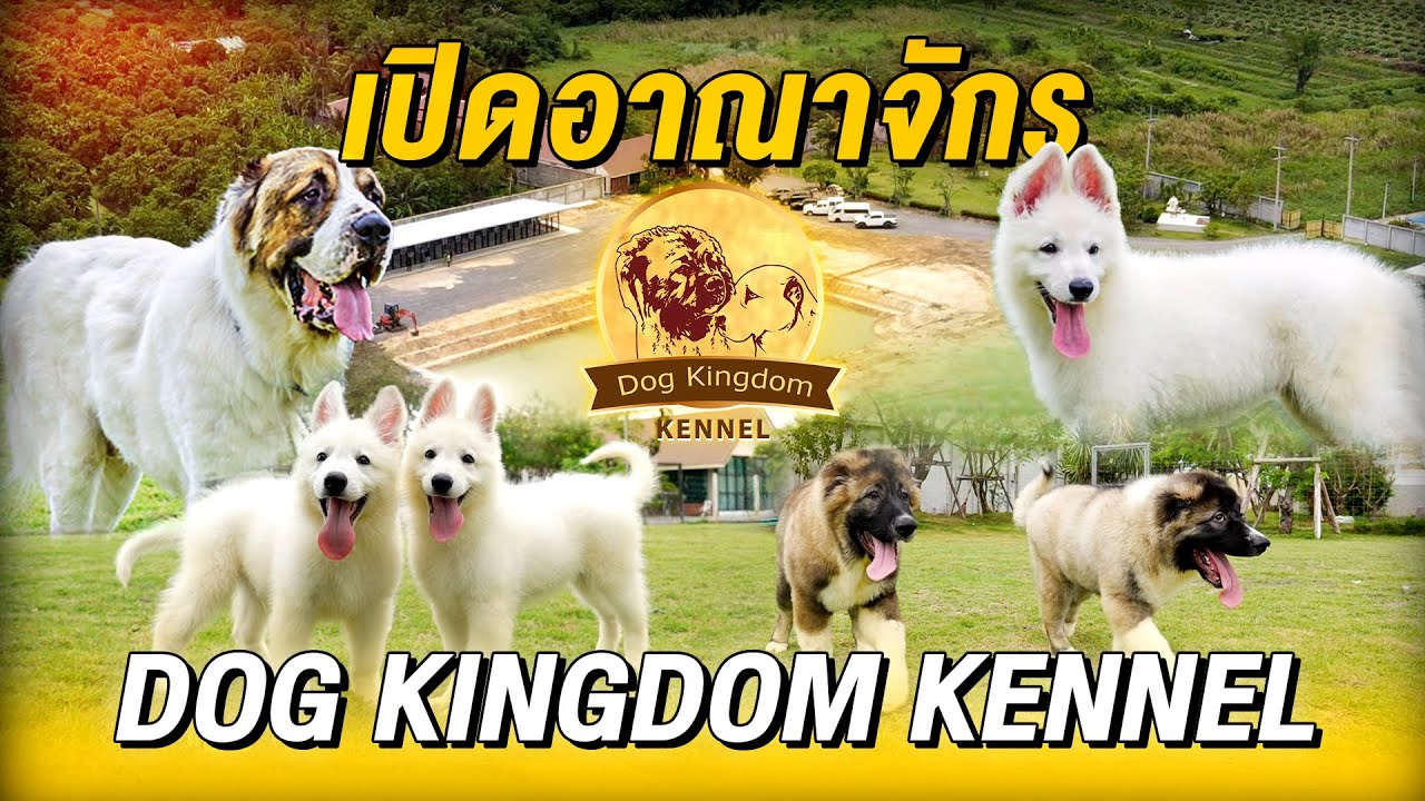 Dog Kingdom Kennel สุนัขคุณภาพระดับประเทศ Ep.01 - YouTube