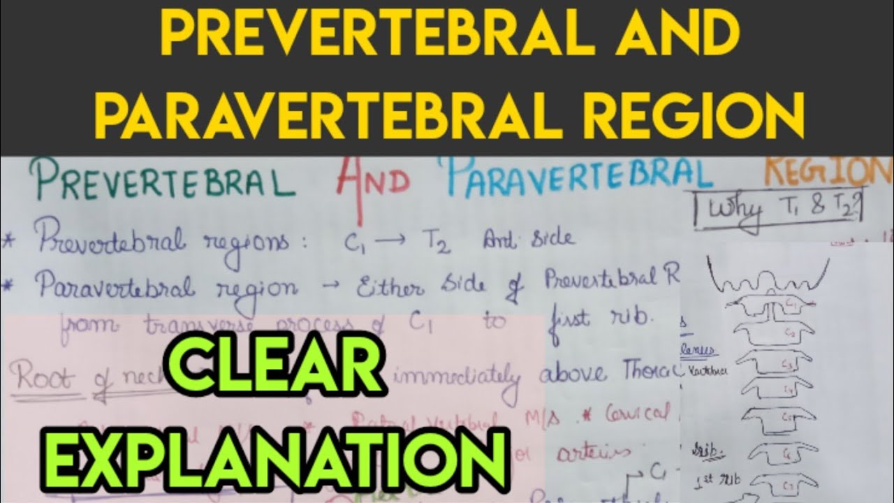 Prevertebral and para vertebral regions - YouTube