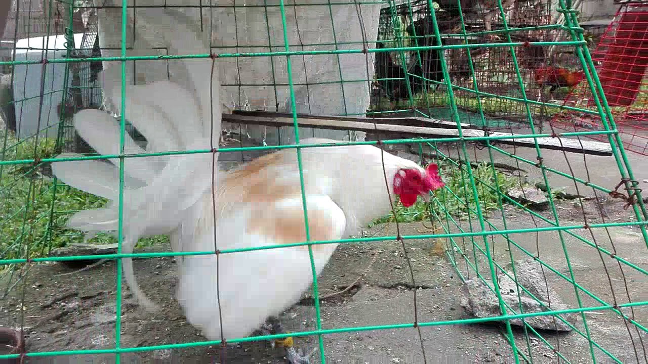 the legend zamboanga white (blue legged). Early maturing. Hard to breed ...