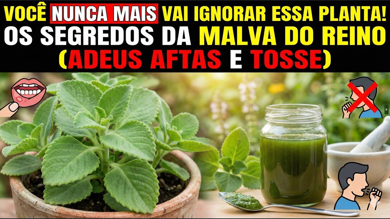 Essa planta é INCRÍVEL - Malva do Reino │tosse, afta, inflamação ...
