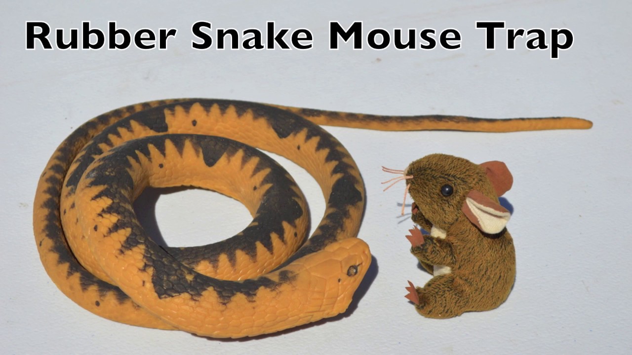 Introducing The Rubber Snake Mouse Trap - (Snowflake Sunday Version ...