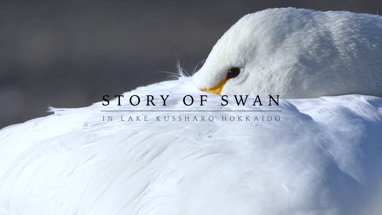 STORY OF SWAN - YouTube