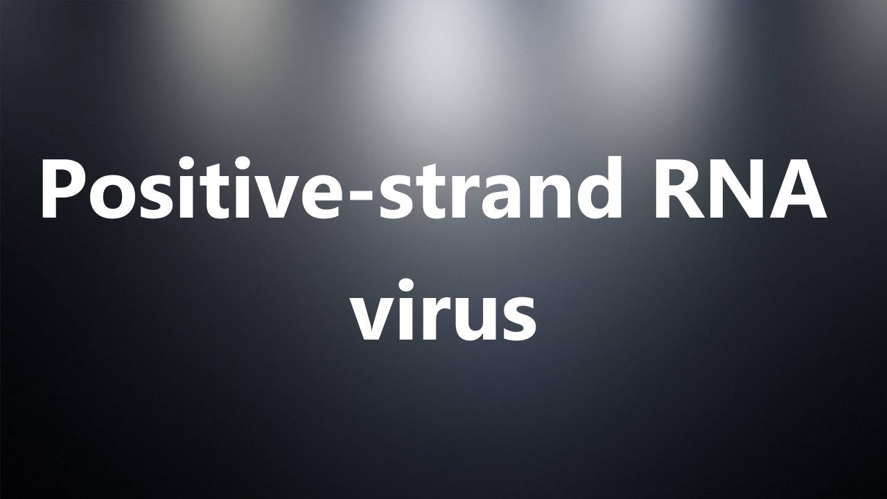 Positive-strand RNA virus - Medical Meaning and Pronunciation - YouTube