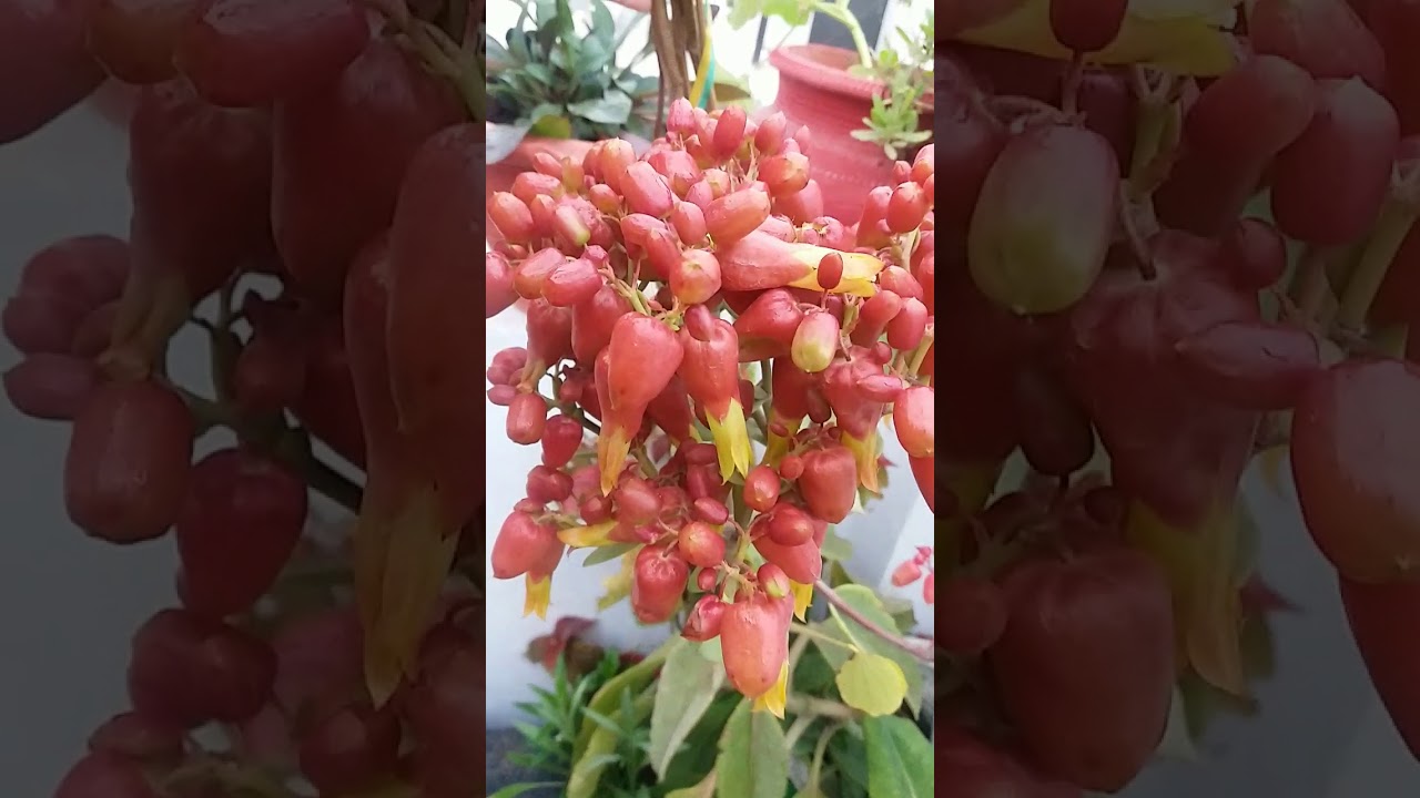 Ajooba plant Flowers/Beautiful Flowers In My Garden 🍂🍂🍂🌿🌿🌿⚘⚘⚘ - YouTube
