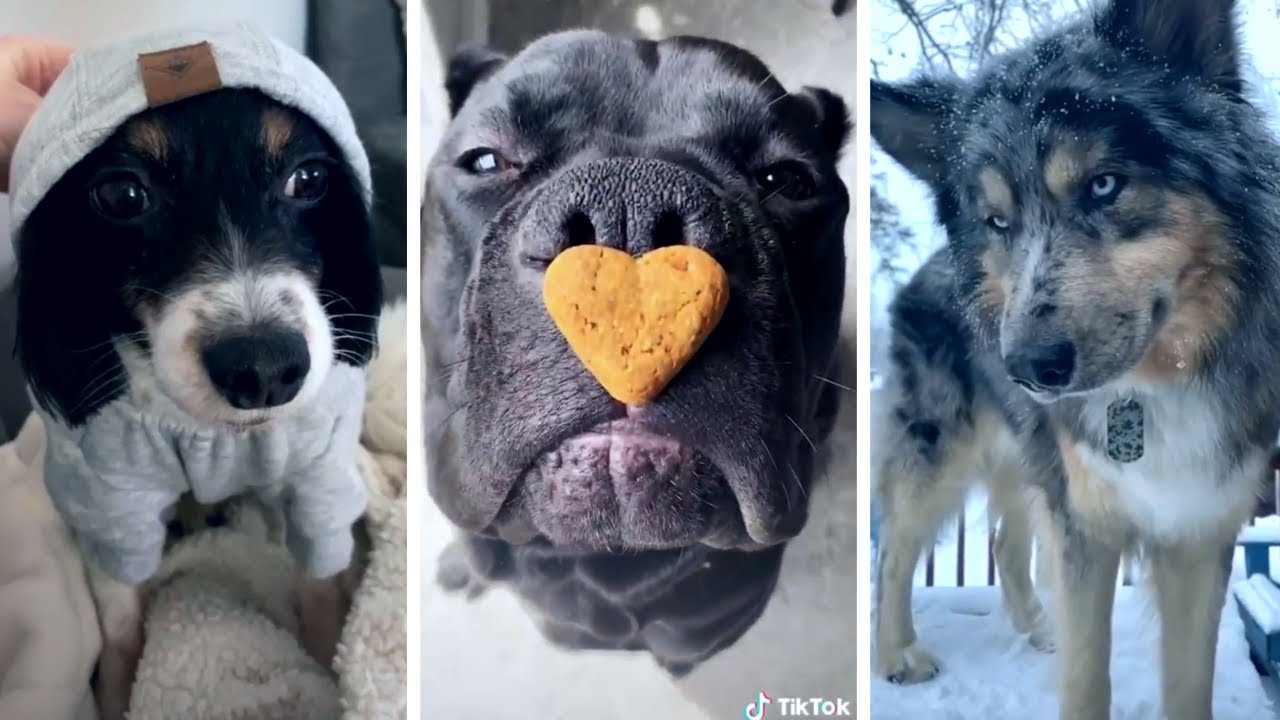 Funny Dogs Compilation: A Collection of Hilarious Dog Videos! - YouTube