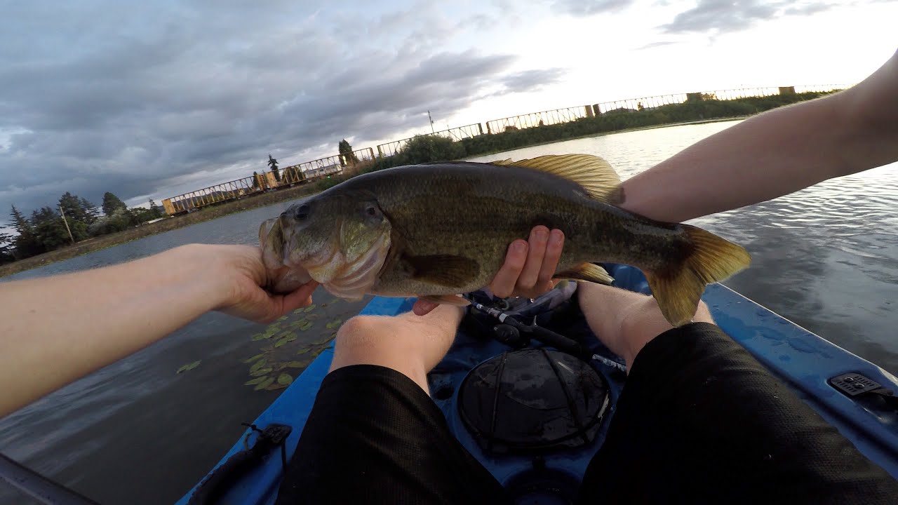 Catching GIANT Oregon Bass at Cheadle Lake - YouTube