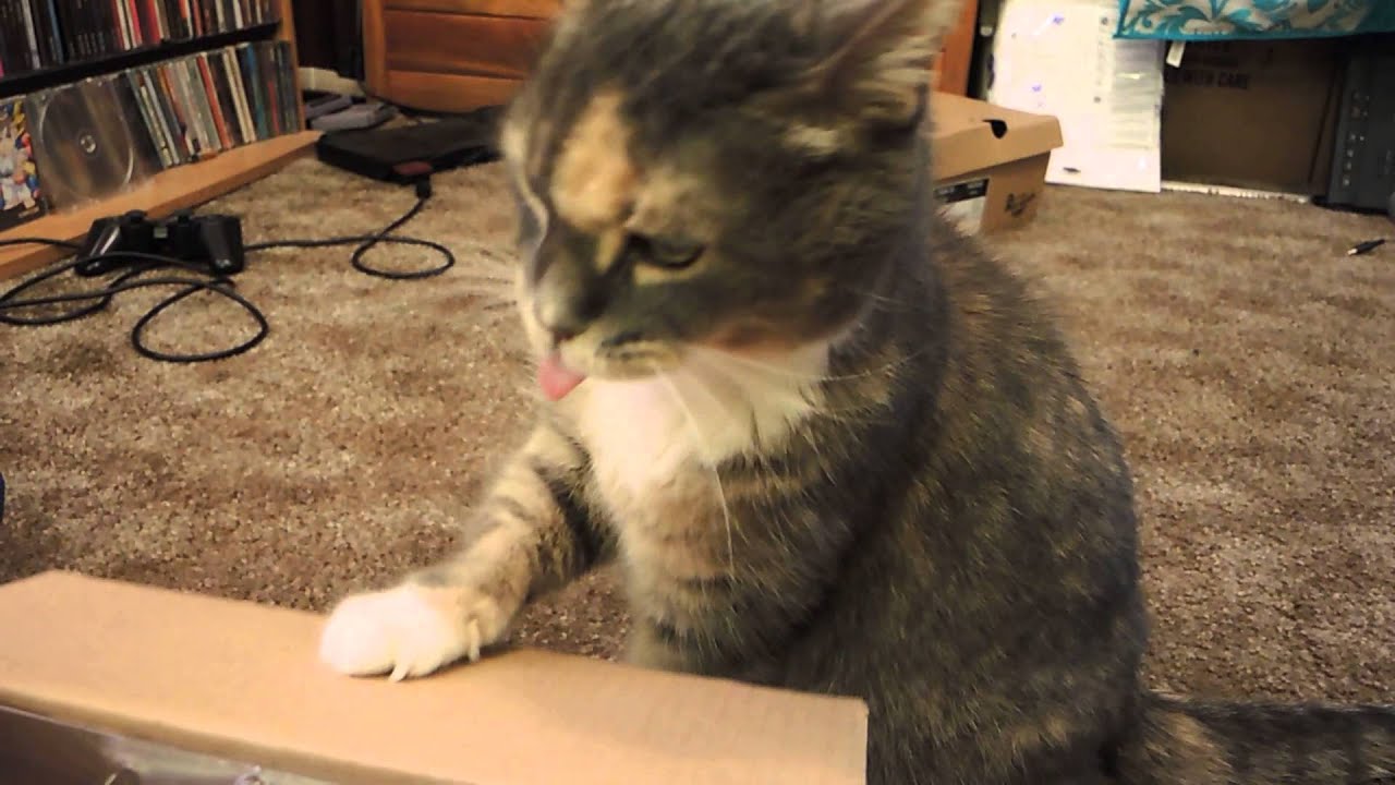 Cat playing with box - YouTube