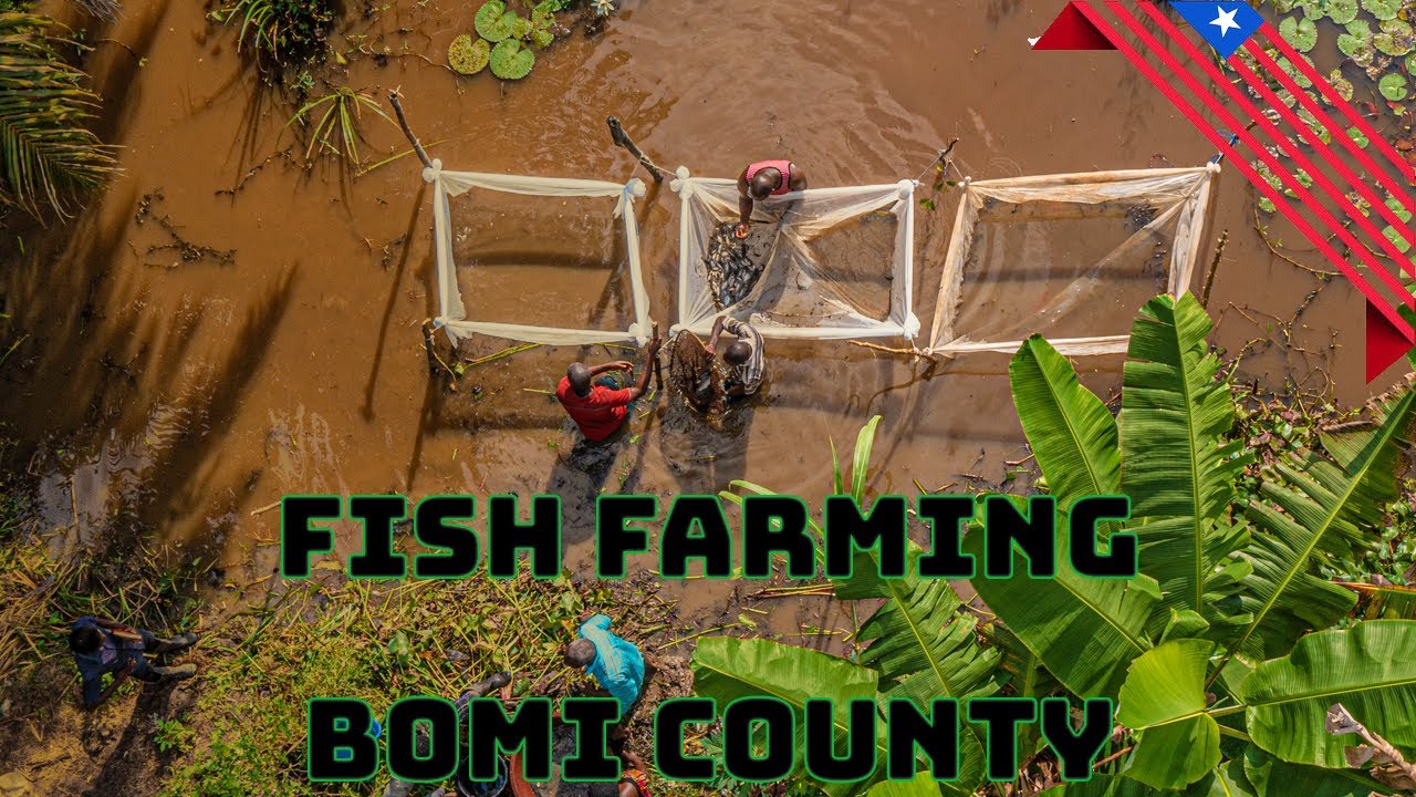 4k Harvest day at a fish farm in Bomi County - Liberia. - YouTube