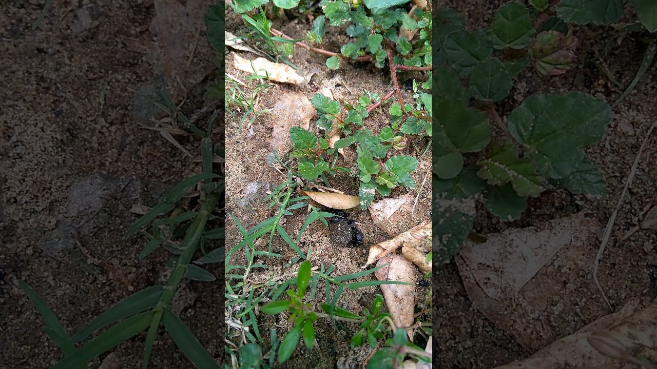 Indian Dung Beetle | Coleoptera | Entomology - YouTube