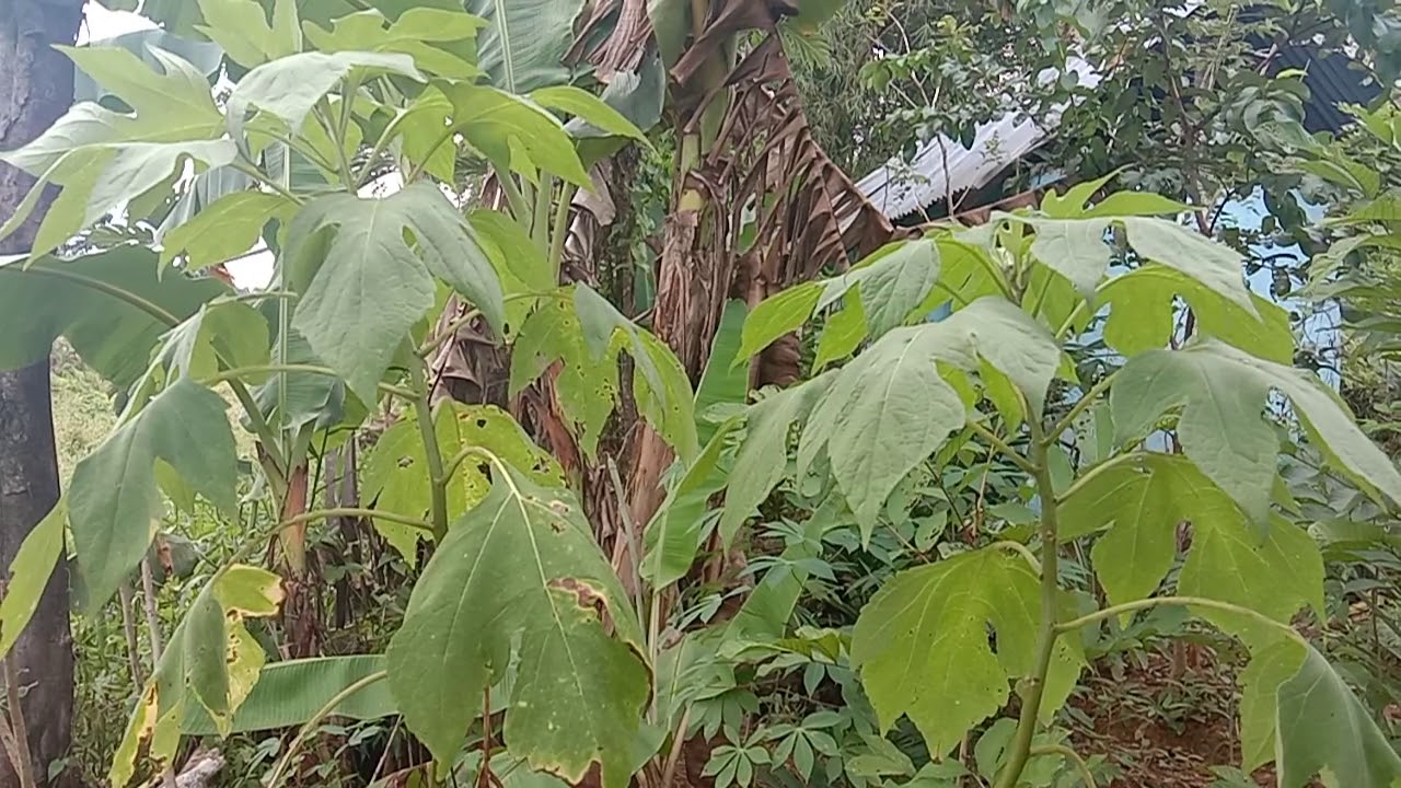 Daun Paitan/Insulin Sembuhkan Diabetes - YouTube