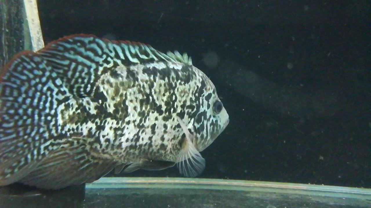 Cuban Cichlid