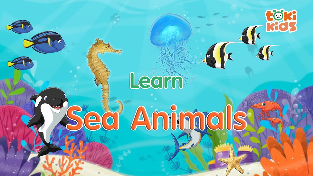 Learn Sea Animals for Kids – Nautilus, Sea horse, Starfish, Jellyfish ...