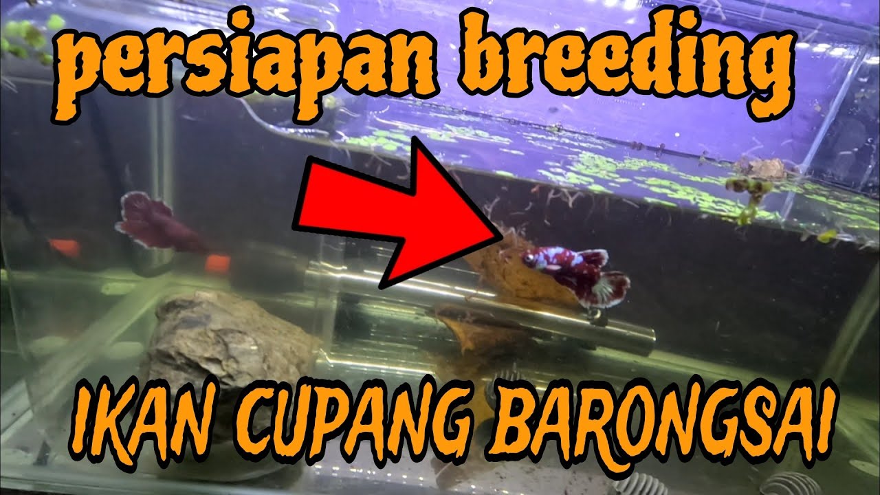 PERSIAPAN BREEDING IKAN CUPANG BARONGSAI - YouTube