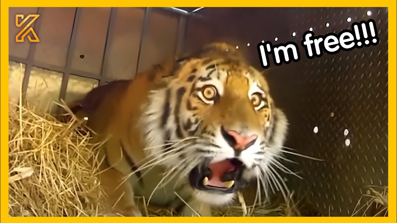 💕 Watch These Animals Being Freed For The First Time - YouTube