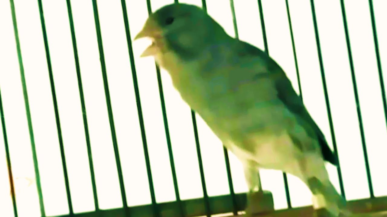 Spanish Timbrado canary singing FOR TRAINING / CANTO CANARIO CANTANDO ...