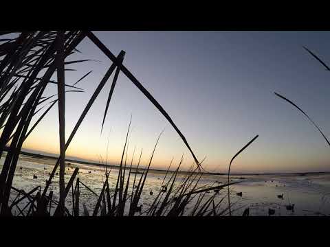 7 man limit!! Central Florida duck season opener 2018/19 [Hunt #3]