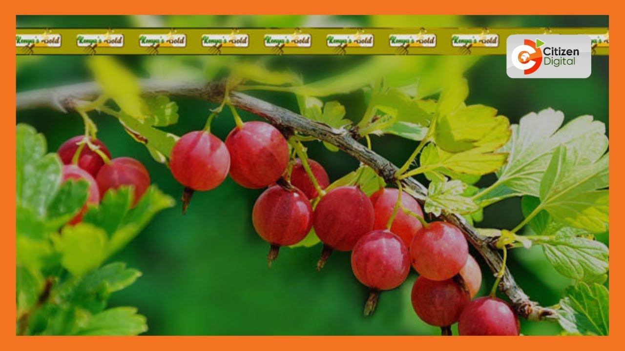 | KENYA'S GOLD | Gooseberry Farming in Kenya [Part 1] - YouTube