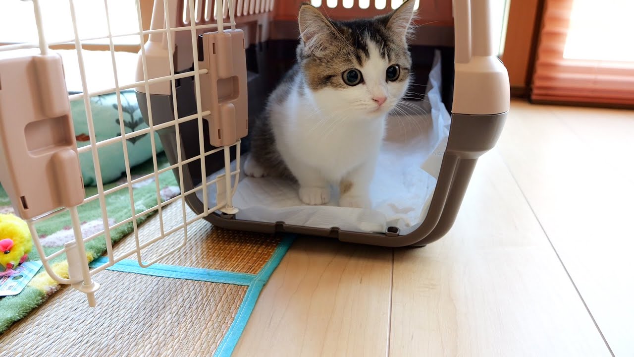 Kitten Fifi's last day. He goes to his foster home. - YouTube