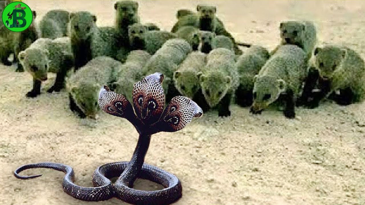 अकेला मुर्गी देखकर तीनों सांप मिलकर हमला करने आया/Snake Messing with ...