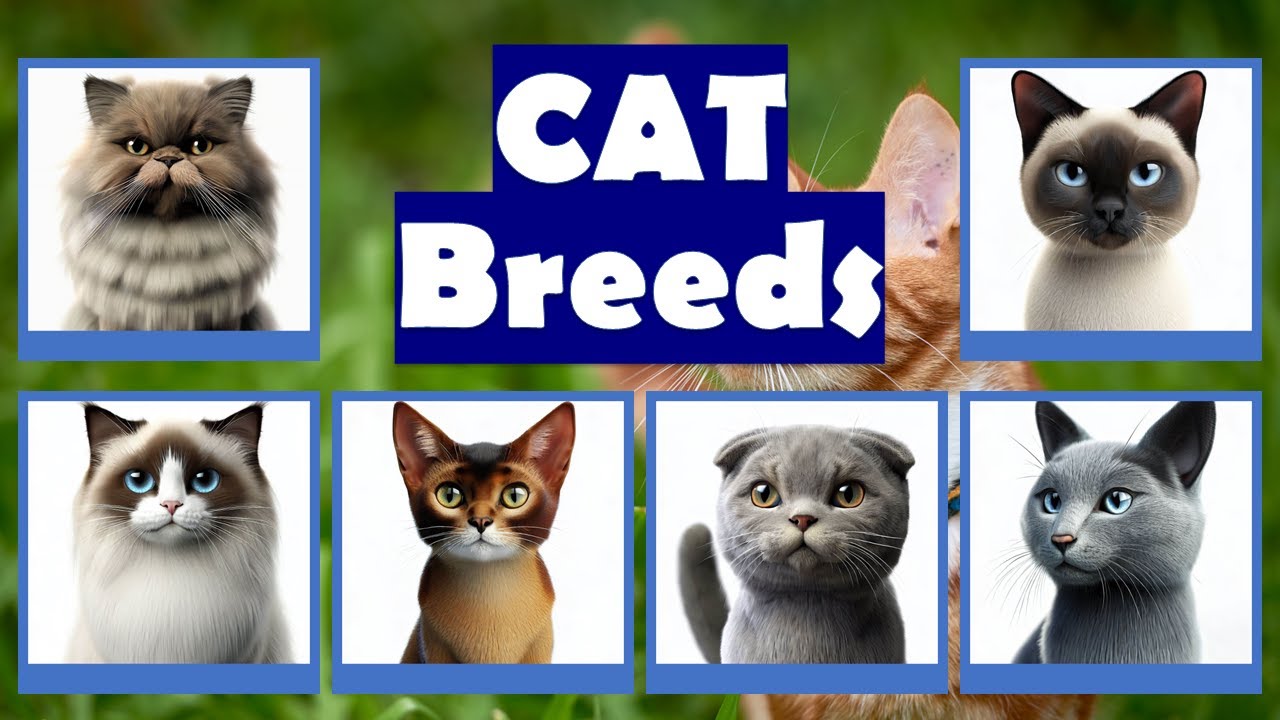Flashcards: Cat Breeds - YouTube