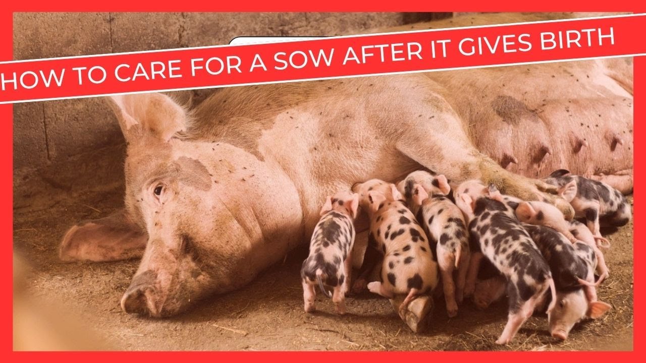 How to give care of a sow after it gives birth|| Use of Oxytocin ...