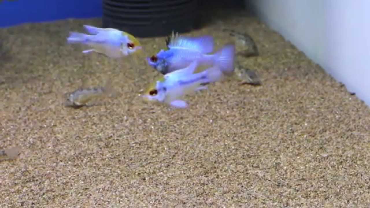 Microgeophagus Ramirezi "Azul Electrico" - YouTube