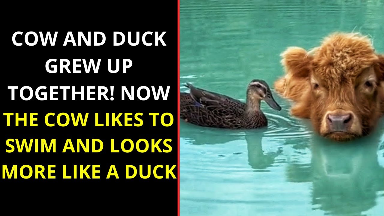 Cow and Duck Grew Up Together! Now the cow likes to swim and looks more ...