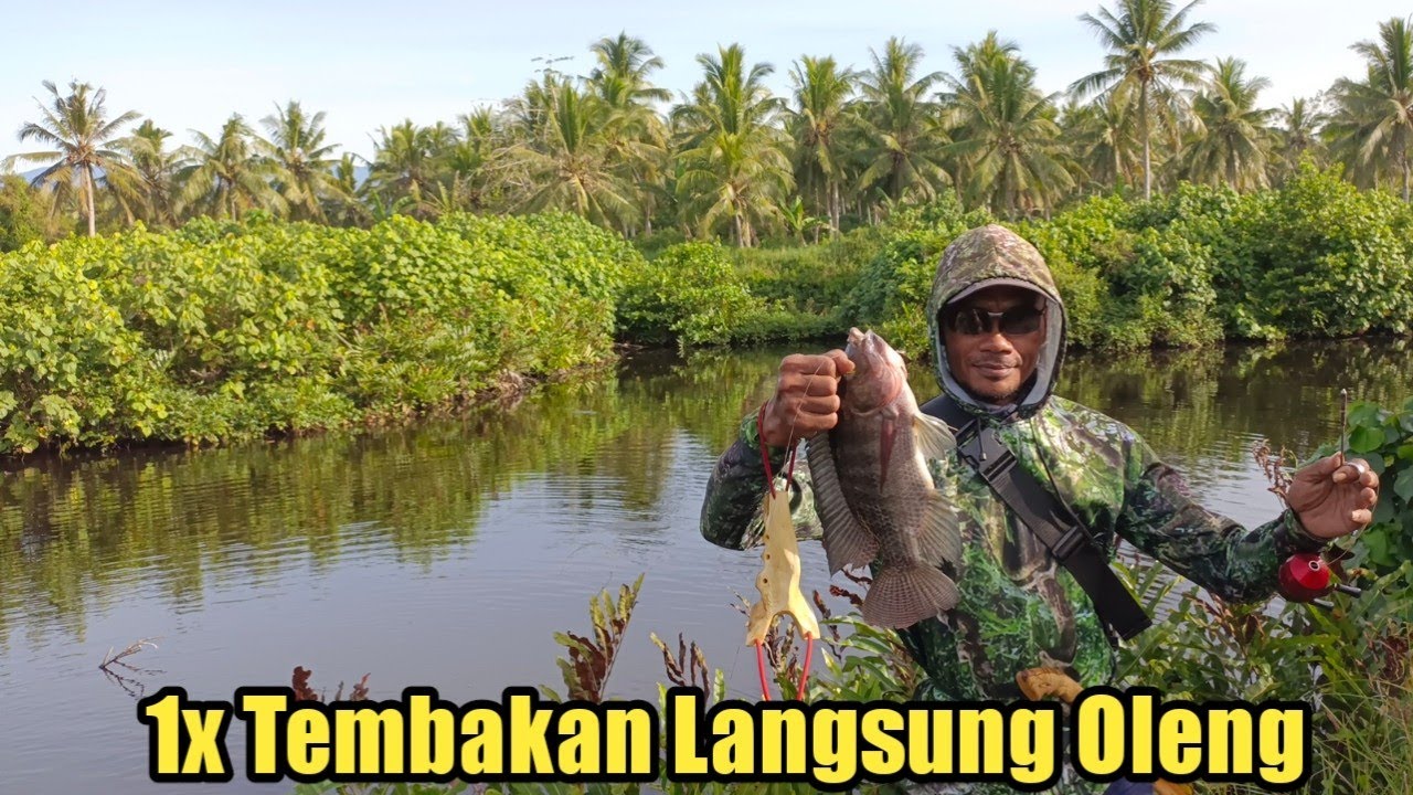 OLENG || KETAPEL IKAN BERUKURAN JUMBO #ketapelikan @BangRendChanel ...