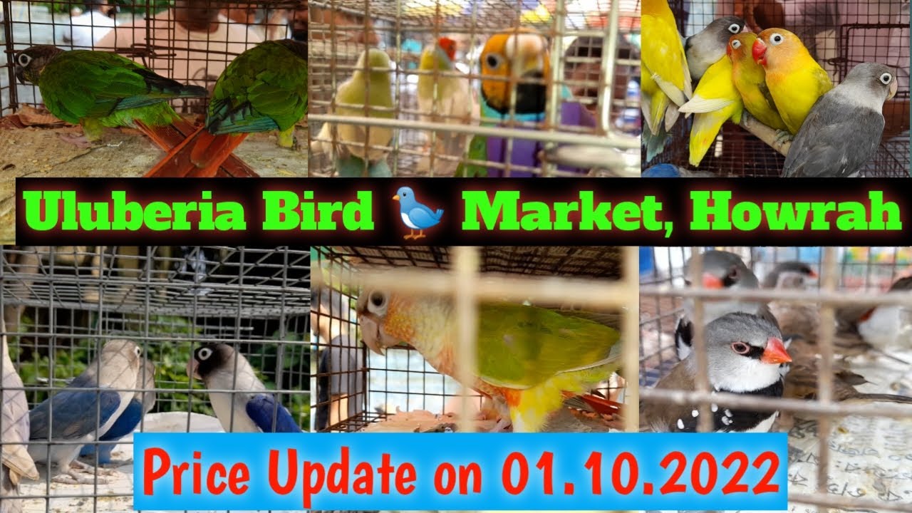 Bird Market Uluberia Howrah | Recent Exotic Bird price update at ...