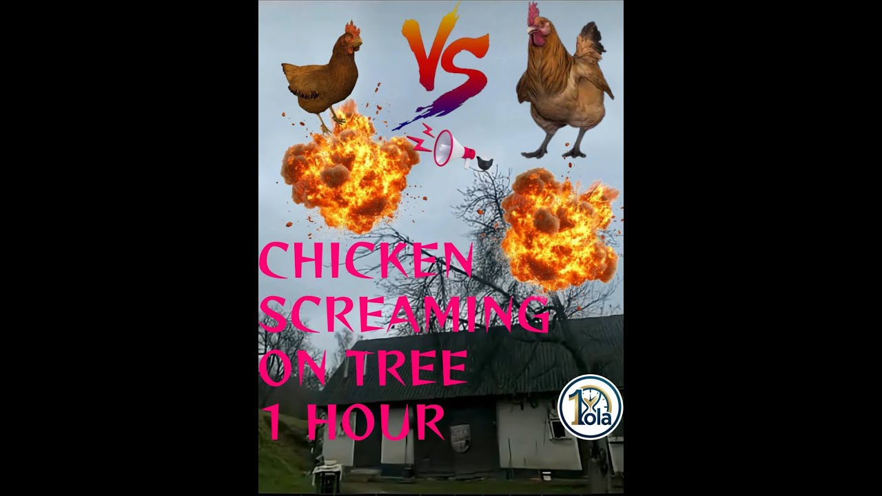Screaming Chicken On Tree Meme 1 Hour - YouTube