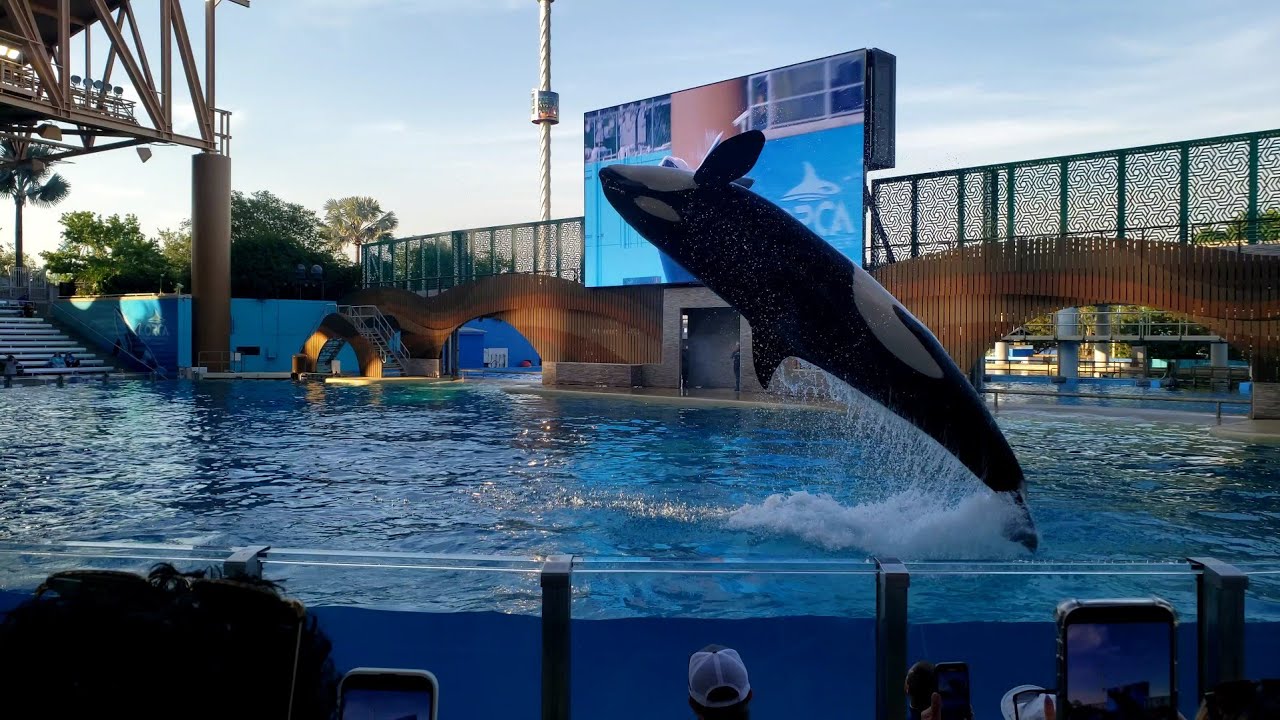 Orca breaching SeaWorld "Soak Zone" #memories #2024 #seaworld #orca # ...
