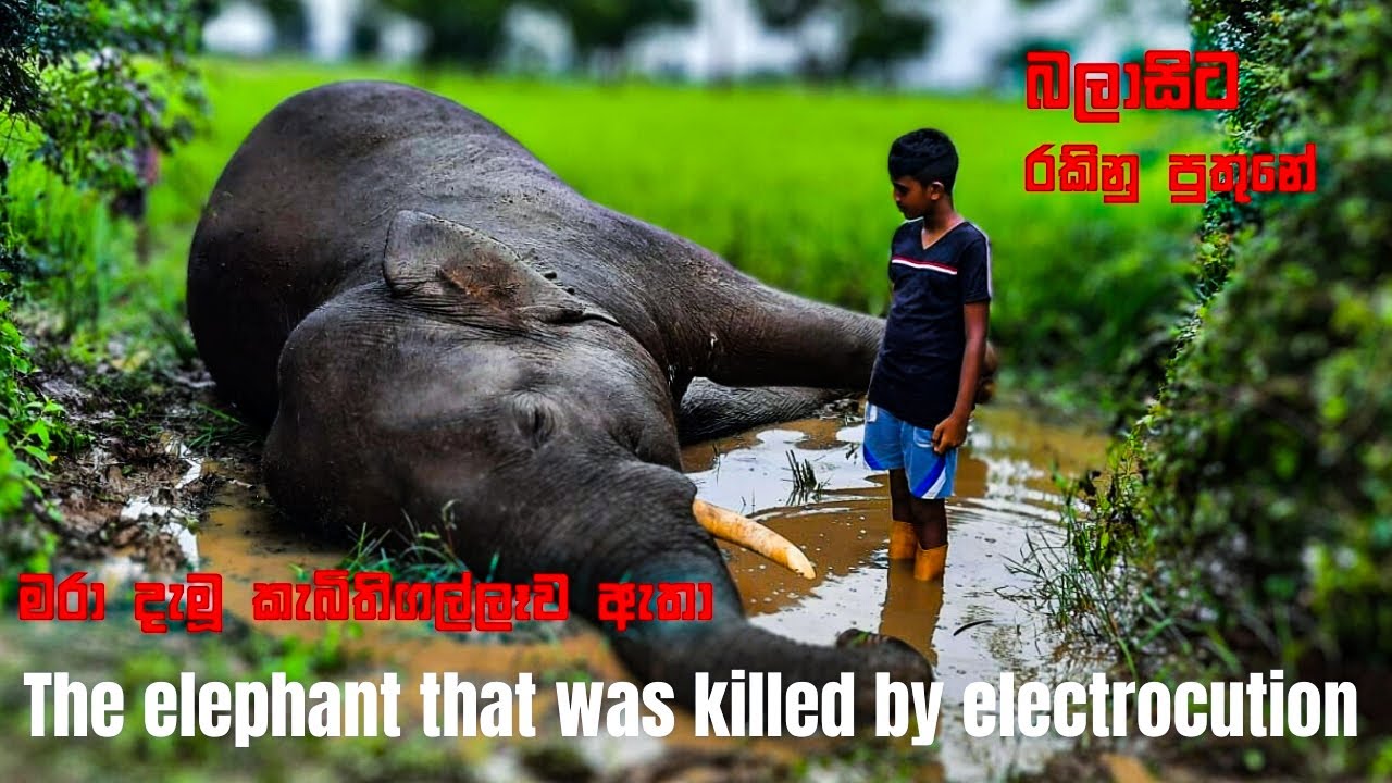 The elephant that was killed by electrocution Elephant soul - YouTube